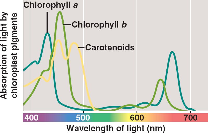 Chlorophyll html 10 09PhotosynthWavelength jpg Chlorophyll html 10 09PhotosynthWavelength jpg