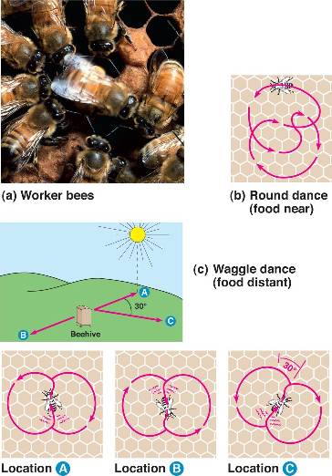 waggle_dance.html 51_08-HoneybeeDance-L.jpg